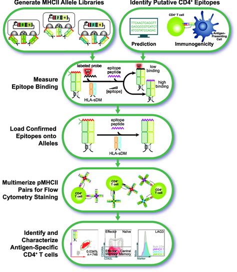 Strategy To Investigate Any Potential Cd4 Response Via The Pmhcii Download Scientific Diagram