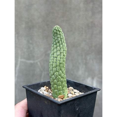 《一植入魂》佛頭玉 Larryleachia Cactiformis 蘿藦 蝦皮購物