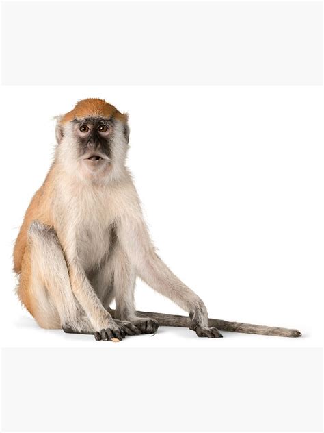 Handsome Posing Monkey Sticker For Sale By Monkey Love 44 Redbubble