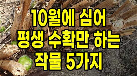 10월에 심어 평생 수확만 하는작물 5가지 Youtube
