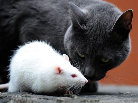 Black Cat Eating Mouse
