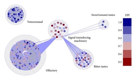 Graphical Representation Of Mus Musculus Chemosensory Network Epi