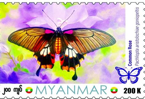 တရားမဝင် သစ်မျိုးစုံ၊ စက်သုံးဆီများ၊ စားသောက်ကုန်ပစ္စည်းများ၊ လုပ်ငန