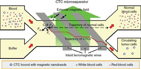 Separation Of Ctcs Based On Antibody Immobilized Magnetic Nanobeads And