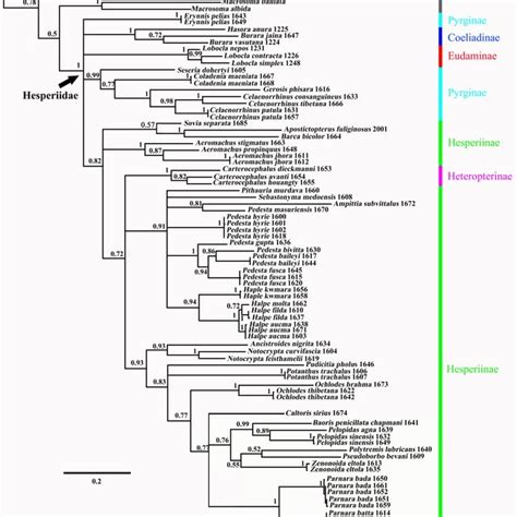 majority rule consensus tree from the bayesian analysis bi based on