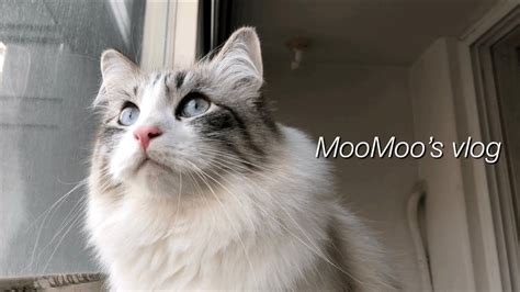 Vlog 무무와 함께 셀프인테리어 탐구왕 무무 Youtube