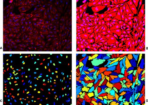 Cell Cytoplasm Segmentation For Test Case I Cell Cytoplasm
