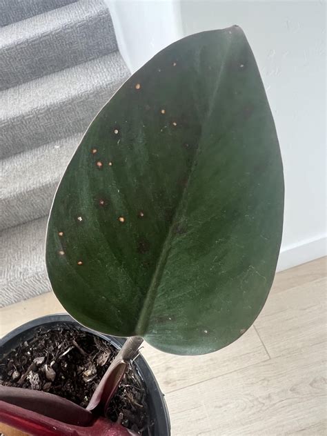 Is This Rust Fungus Or Extrafloral Nectaries R Philodendron