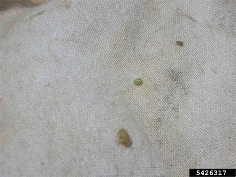 Kudzu Bug Megacopta Cribraria Fabricius