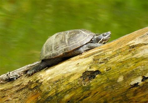 Eastern Musk Turtle Pa Herp Identification
