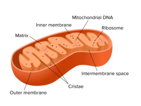 Cells Alive 2 Mitochondria Flashcards Quizlet
