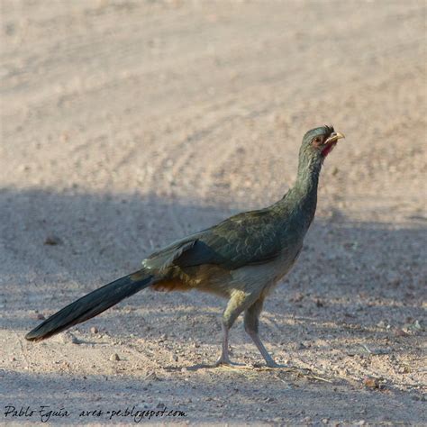 Mis Fotos De Aves Ortalis Canicollis Charata Chaco Chachalaca