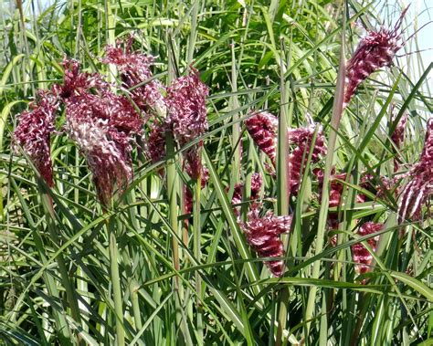 Miscanthus Sinensis Boucle Bare Roots — Buy Elephant Grass Online At