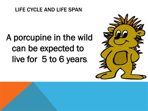 Ppt The Porcupine Powerpoint Presentation Free Download Id
