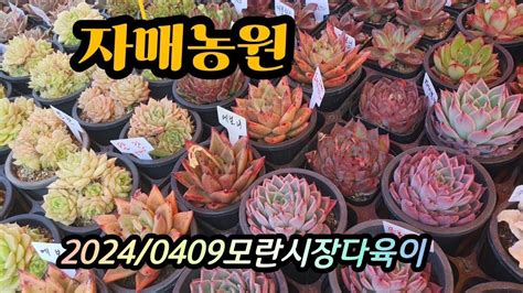 20240409일 모란시장에 예쁜다육이들이 많이나왔습니다~영상함께해요😊🤗💕모란장다육이반려다육반려식물인생다육힐링포인트자매농원 Youtube