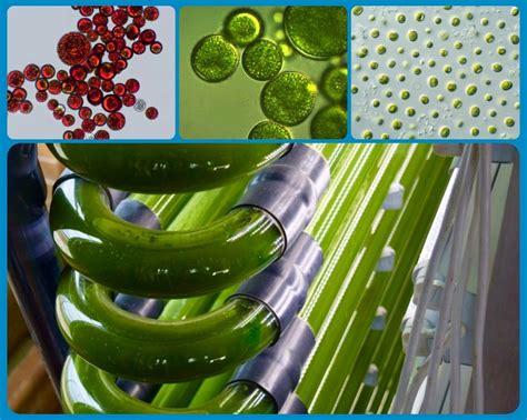 Biotechnology Environmental Food Microalgae Development Research Water Crop