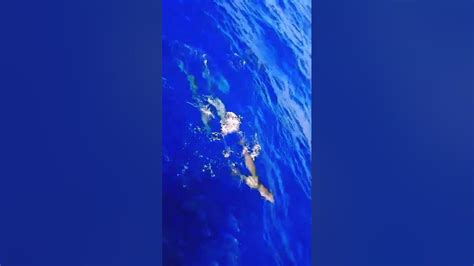 ධීවර සොයුරන්ගේ මුහුදේ යළුවෝ ️ ️ Youtube