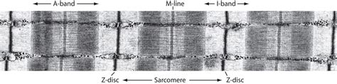 Identify The Structures Labeled A B And C In The Diagram Of A Sarcomere