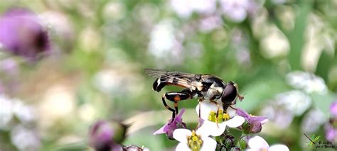 Syritta Pipiens De Vueltas Por El Mundo