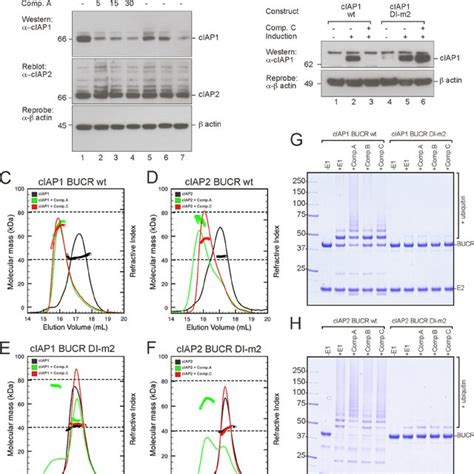 Mono And Bivalent Iap Antagonist Compounds Promote Ring Dependent Download Scientific Diagram