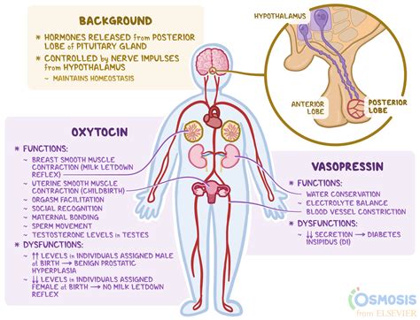 Posterior Pituitary Hormones What Are They Osmosis