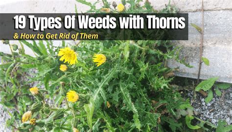 19 Types Of Weeds With Thorns The Backyard Pros