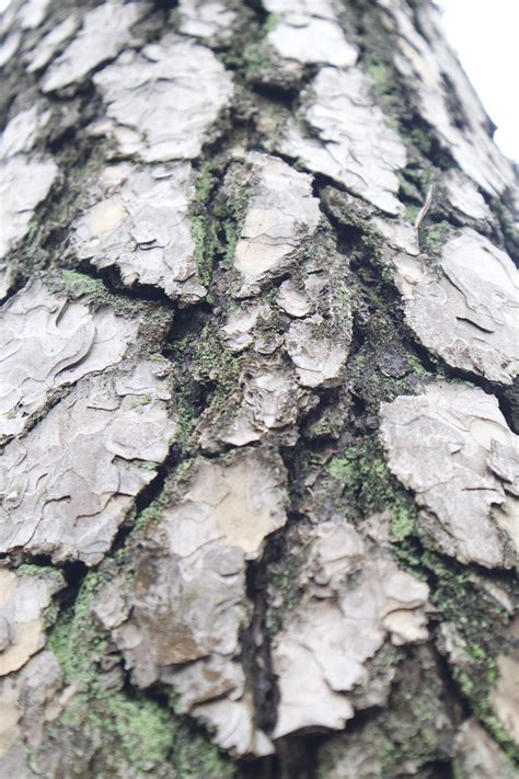 Tree Trunk Background Free Photo On Pixabay Pixabay