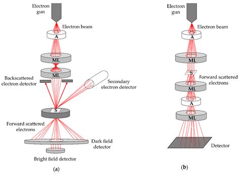 Transmission Vs Scanning Electron Microscope Intro To Tissue