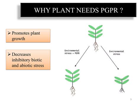 Pgpr And Its Role In Crop Plants Pptx Agriculture Industries