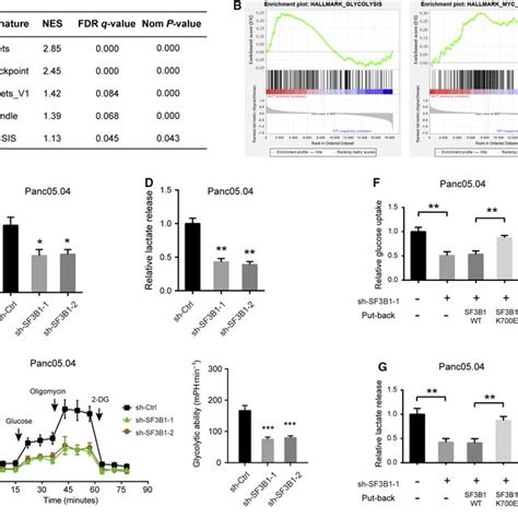 Sf3b1 K700e Mutation Plays A Growth‐promoting Role In Pdac A