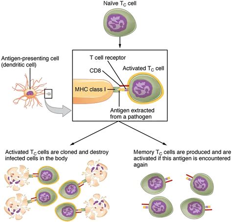 T Cell Activation Tutorial Sophia Learning