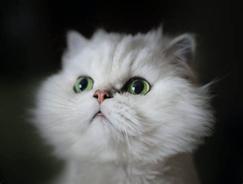 گربه سفید ناز Chat Persan Chatons Drôles Comportement Chat