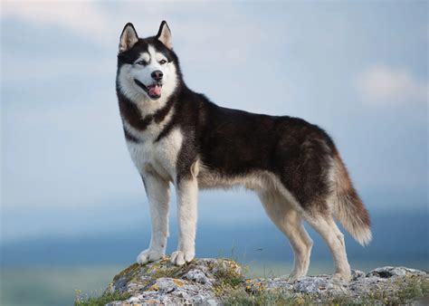 Husky Siberiano Descúbrelo TODO sobre estos perros ADOPTA un Animal