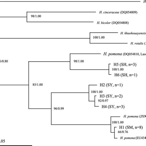 —the maximum likelihood ml and bayesian analysis bi trees based on