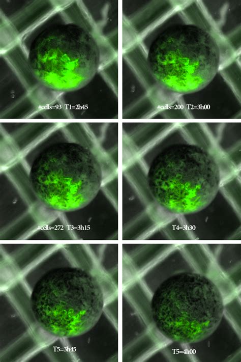 Team Evry Plasmid Splitting
