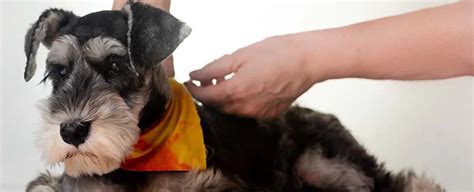 How To Get Prozinc Insulin Without Vet Prescription