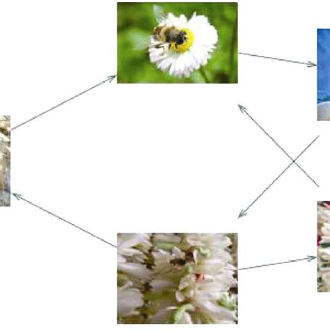 Pollination Network Download Scientific Diagram
