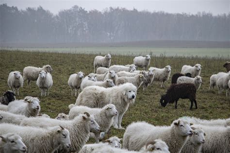 Domba Domba Kawanan Hewan Foto Gratis Di Pixabay Pixabay
