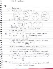 Bio Lab Flowchart Pdf L Ti O I G QY L I C Rkc