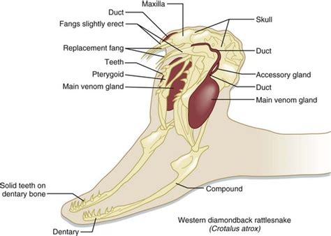 Pit Viper Head Anatomy