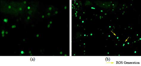 Dcfda Staining For Colo 205 Cancer Cells A Control Untreated B Download Scientific