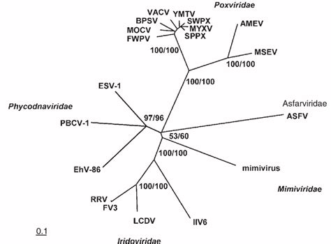 Phylogenetic Inference Tree Based On A Distance Matrix Algorithm