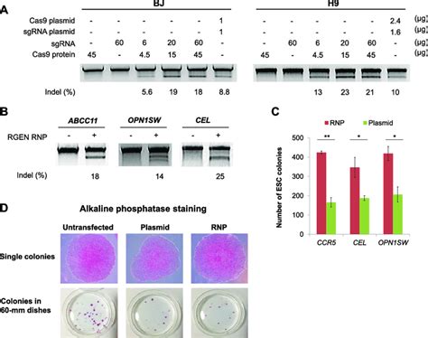Genome Editing In Bj Fibroblasts And H9 Hes Cell Lines Via Direct