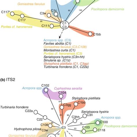 Most Parsimonious Unrooted Tree Of The A Its1 And B Its2 Rdna Dominant Download Scientific