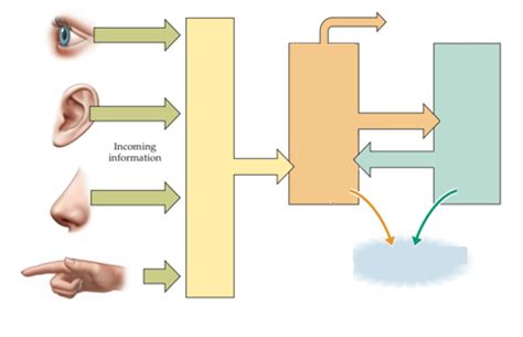 The Memory Process Diagram Quizlet