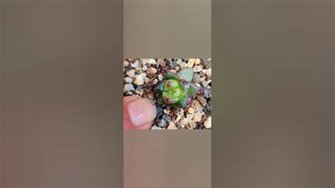 야인 2022년 파종이 ~ 검지 ~ 귀욤귀욤 파종이 다육 다유기 다육이 다육식물 반려식물 다육판매 다육이판매 다육이키우기 다육인스타그램 매혹이 청주