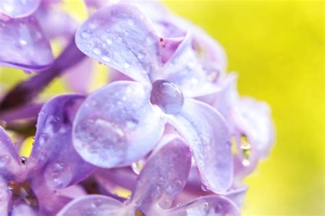 봄에 아름 다운 냄새 보라색 보라색 라일락 꽃 꽃 비 방울라일락의 매크로 나뭇 가지를 닫습니다 영감 자연 꽃 꽃 꽃 정원이나 공원 생태자연 경관 3월에 대한 스톡 사진 및
