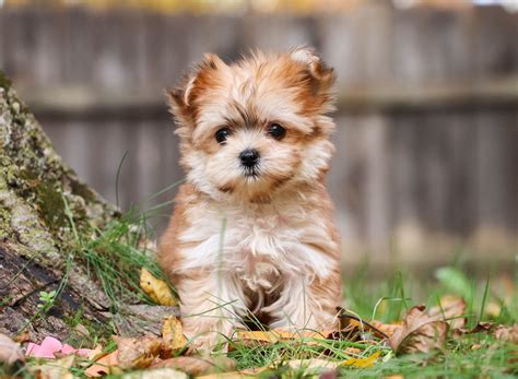 Yorkie Mixed Breeds