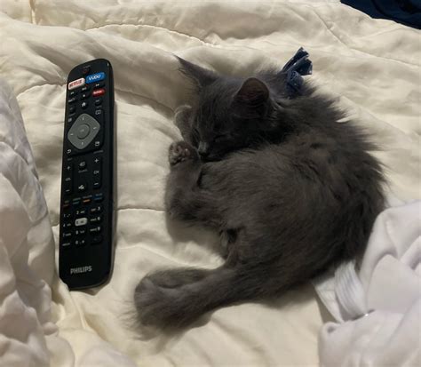 Smol Criminal 1 Tv Remote Unit Of Measurement Rsmol Smol Criminal 1 Tv Remote Unit Of Measurement Rsmol