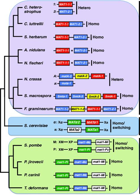 Mating Type Locus Organization In Select Species Mentioned In The Text